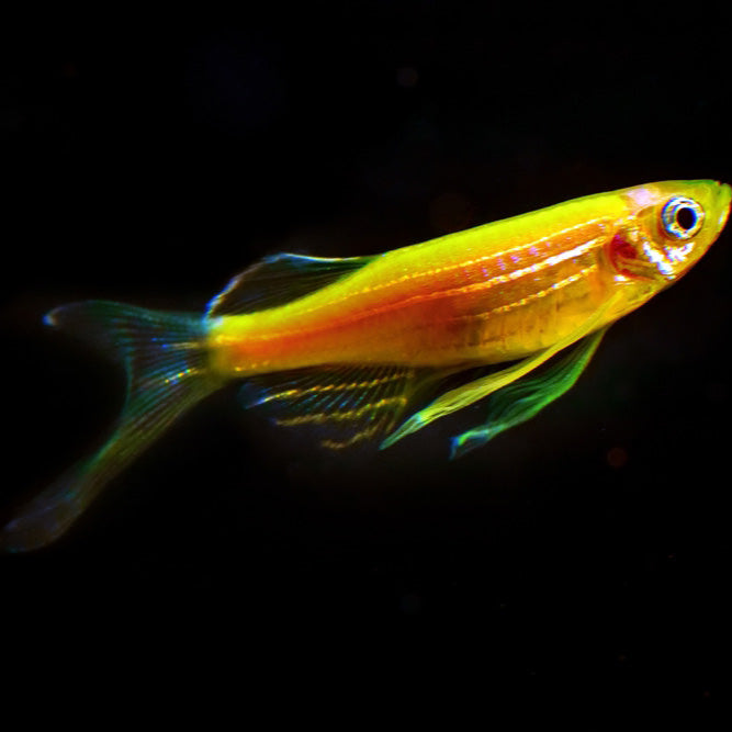 Danios – Boutique AquaNova