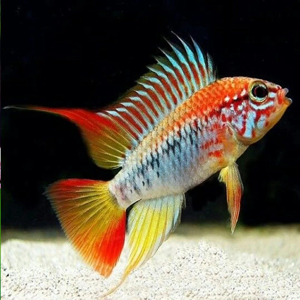 Apistogramma viejita Red Neck – Boutique AquaNova