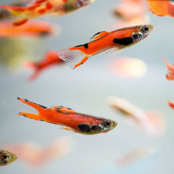 Chilli Scarlet Endlers - Male – Boutique AquaNova